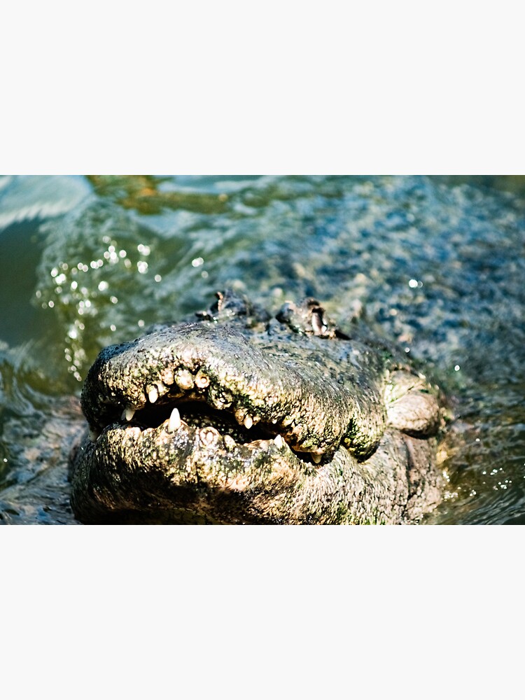 "Gator Jaws" Sticker by KensLensDesigns | Redbubble