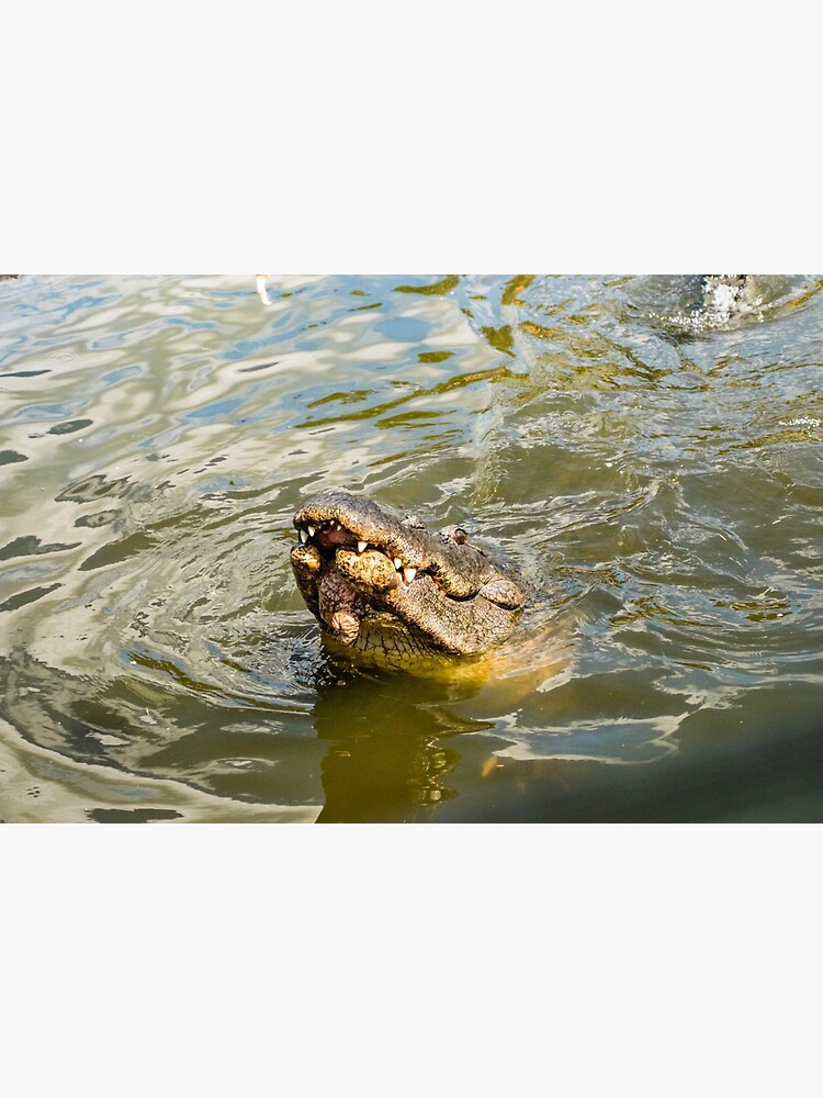 "The Laughing Alligator" Art Print for Sale by KensLensDesigns | Redbubble