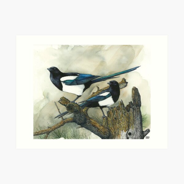 "The Magpies" Art Print for Sale by andremvaillant | Redbubble