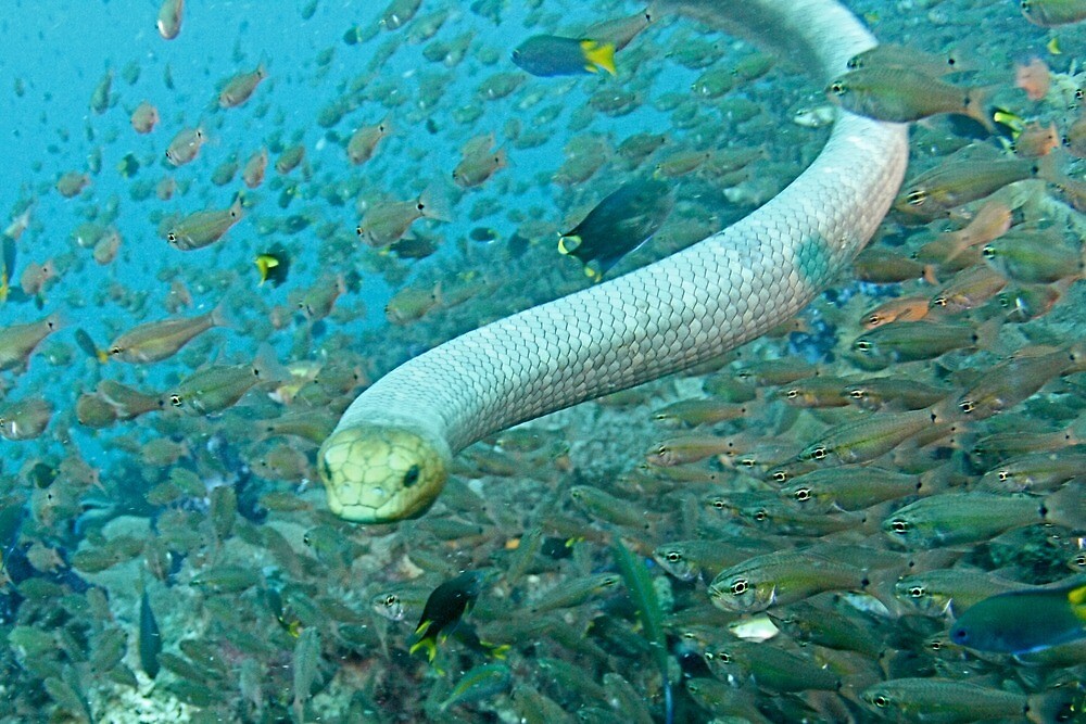 "Olive Sea Snake on the SS Yongala" by Rick Grundy | Redbubble