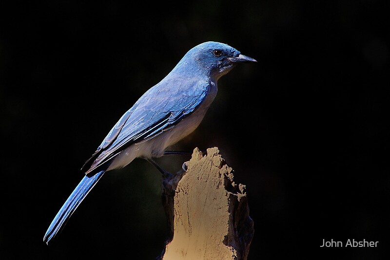 "Scrub Jay - Madera Canyon, Arizona" by John Absher | Redbubble