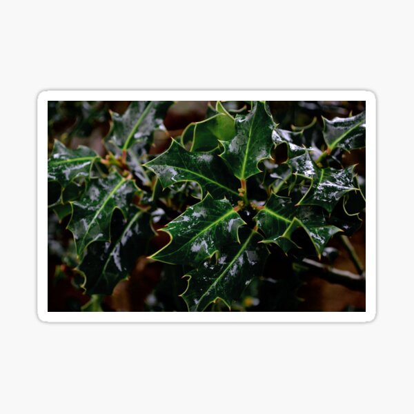 "Holly" Sticker by VjayG | Redbubble