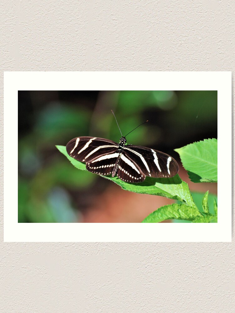 "Zebra Longwing" Art Print by oreproductions | Redbubble