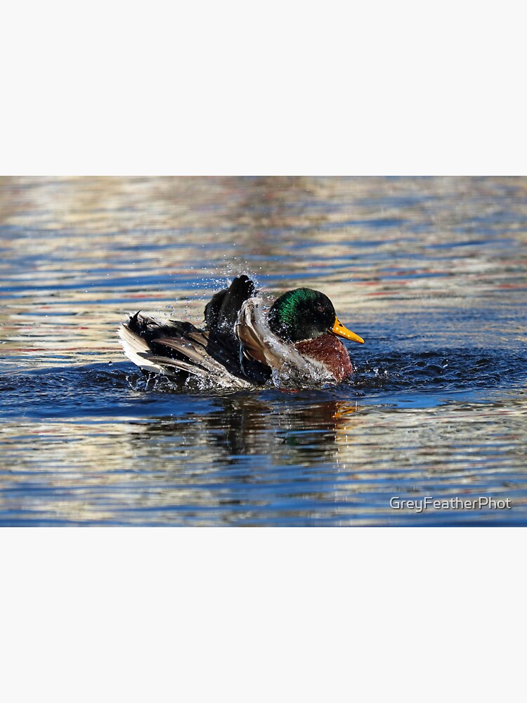 "Wing flick" Sticker by GreyFeatherPhot | Redbubble
