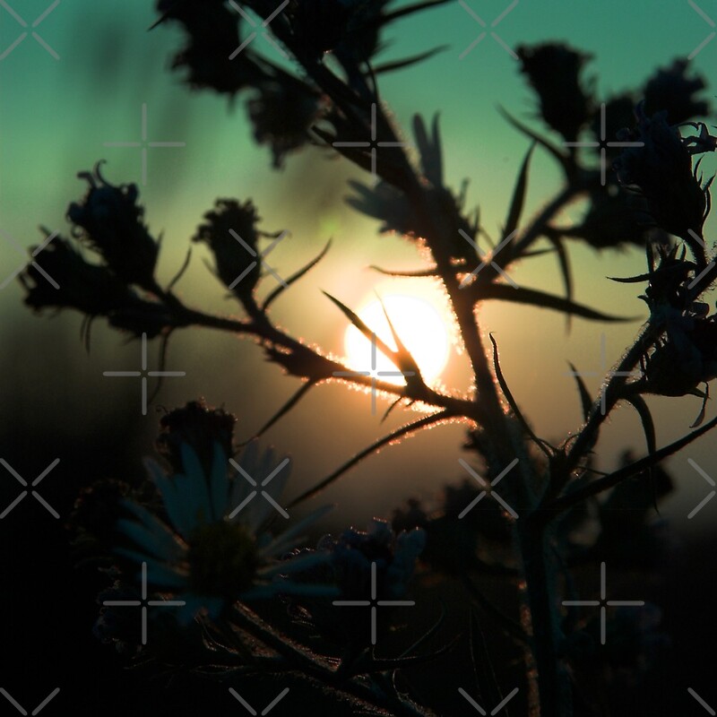 "The Sad Garden Series VI" by phantomorchid | Redbubble