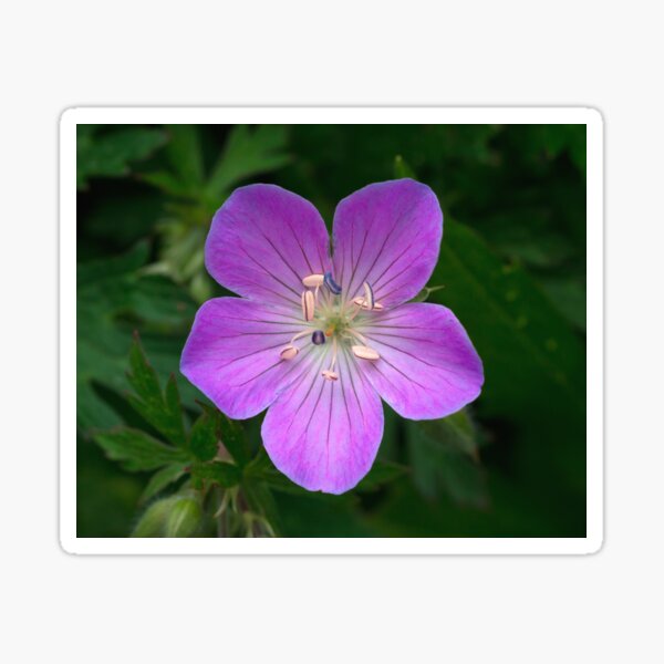 "Wild Geranium" Sticker by dlamb | Redbubble