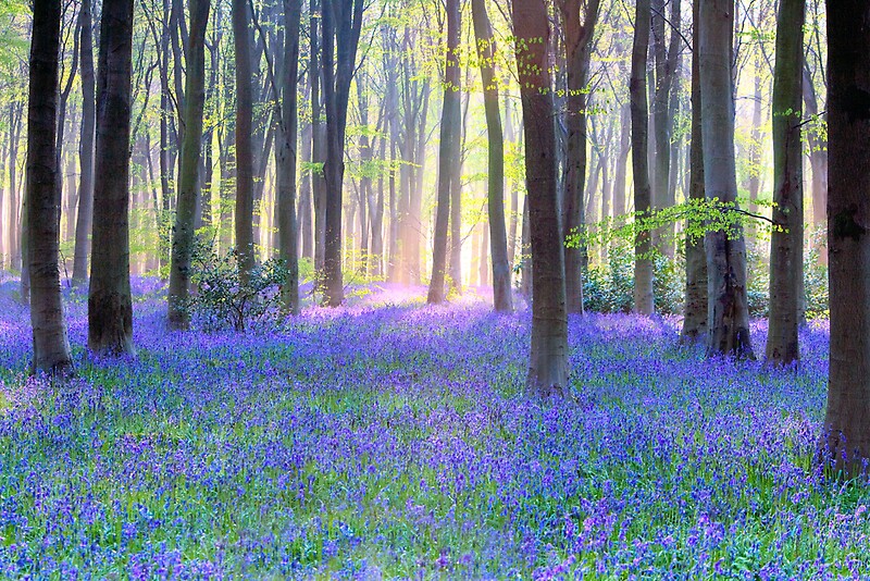 "Bluebell Spring - An English Bluebell Wood in Spring" by Doug Chinnery ...