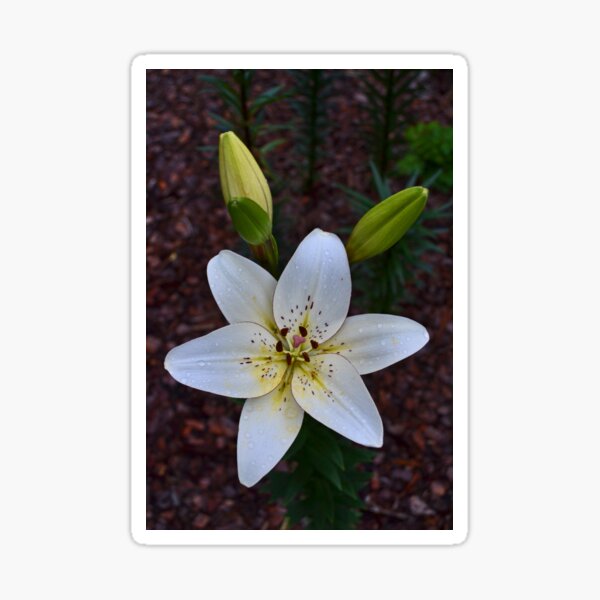"White Lily" Sticker by maritahills | Redbubble