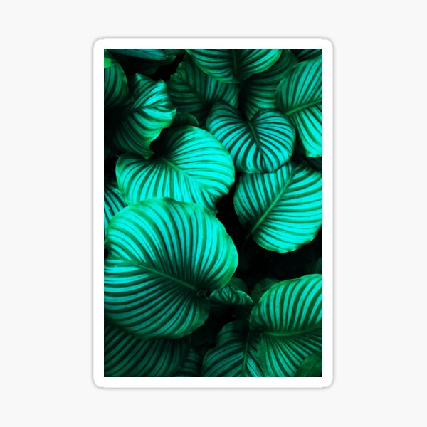 "Green Leaves of the Jungle" Sticker for Sale by RJW-Art | Redbubble