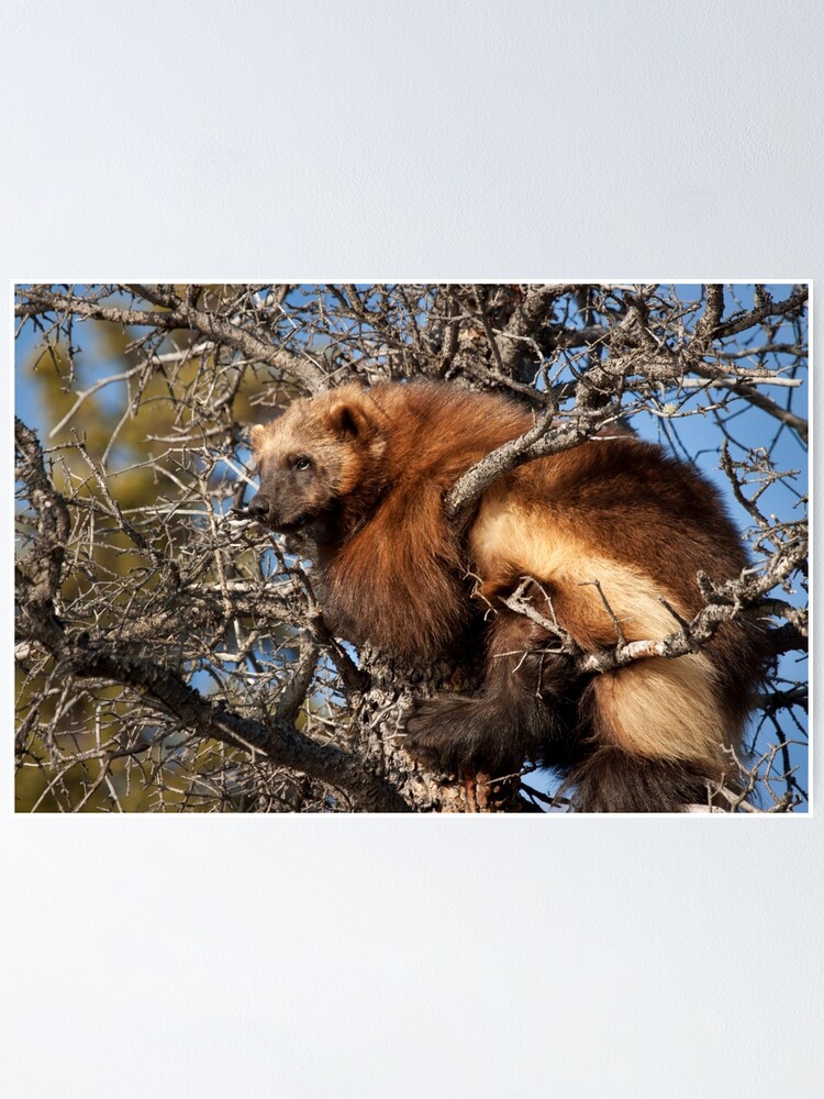 "Wolverine (Gulo gulo)" Poster by Martsam | Redbubble