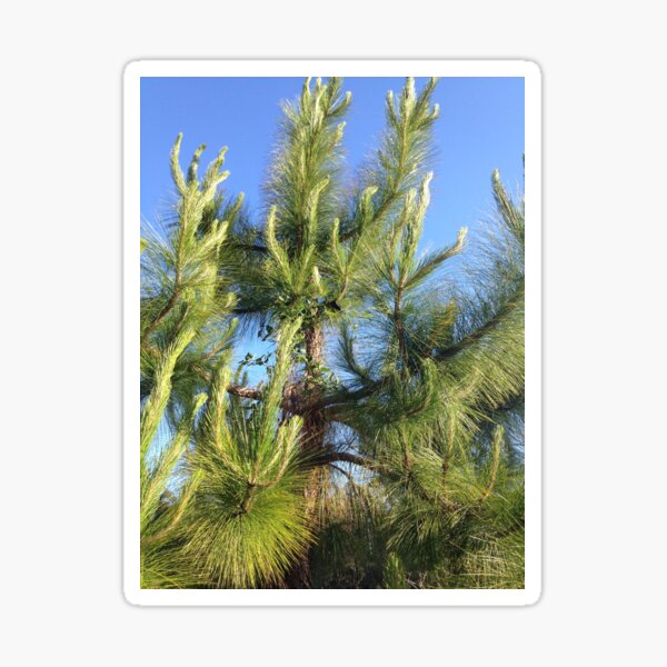 "Pine" Sticker for Sale by Ovahill | Redbubble