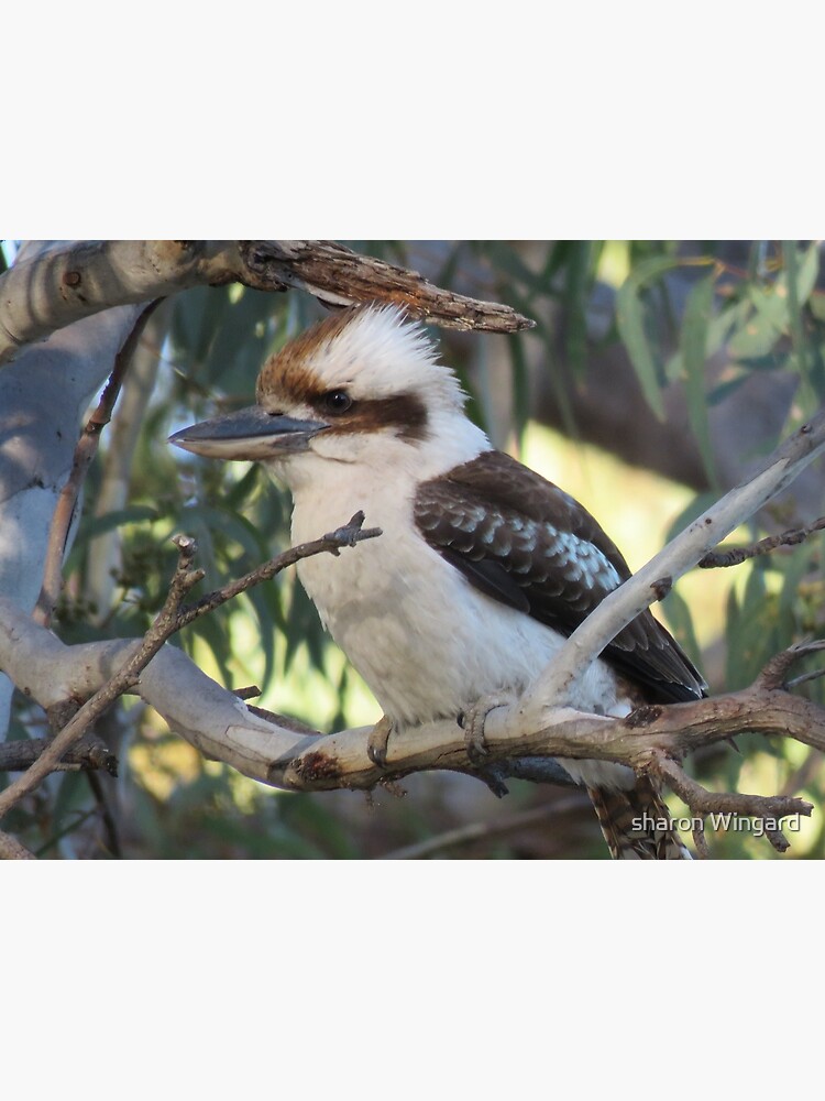 "Kookaburra sits in the old gum tree" Canvas Print by shazw | Redbubble