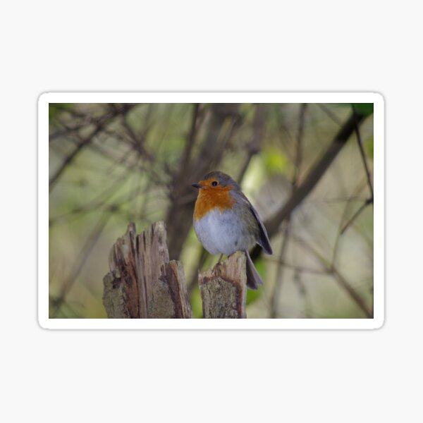 "Robin" Sticker for Sale by CORNISHPHOTOS | Redbubble