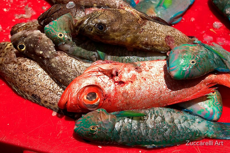 "Reef Fish - Pohnpei, Micronesia" by Alex Zuccarelli | Redbubble