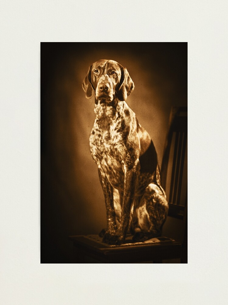 "Deutsch Kurzhaar Vintage Porträt" Fotodruck von heilimo | Redbubble