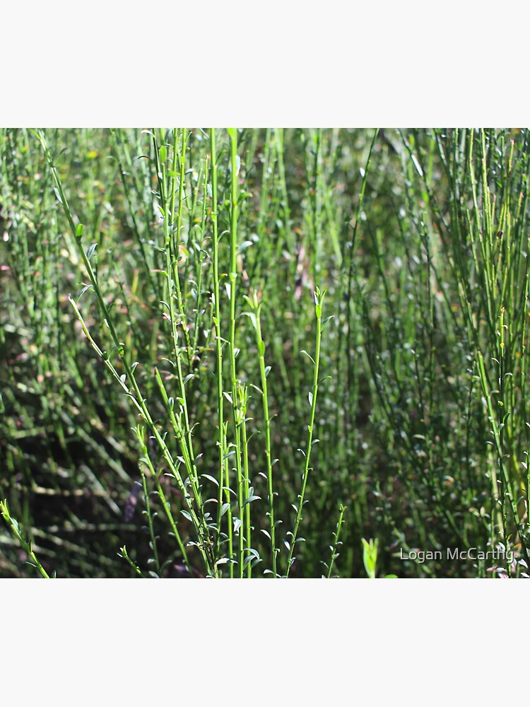 "Thin Stalks 2" Sticker for Sale by LOGANMCCARTHY | Redbubble