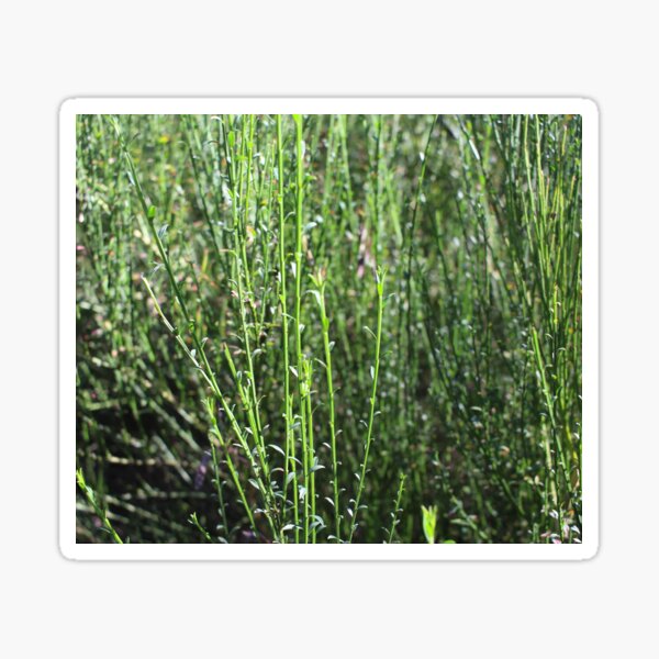 "Thin Stalks 2" Sticker for Sale by LOGANMCCARTHY | Redbubble