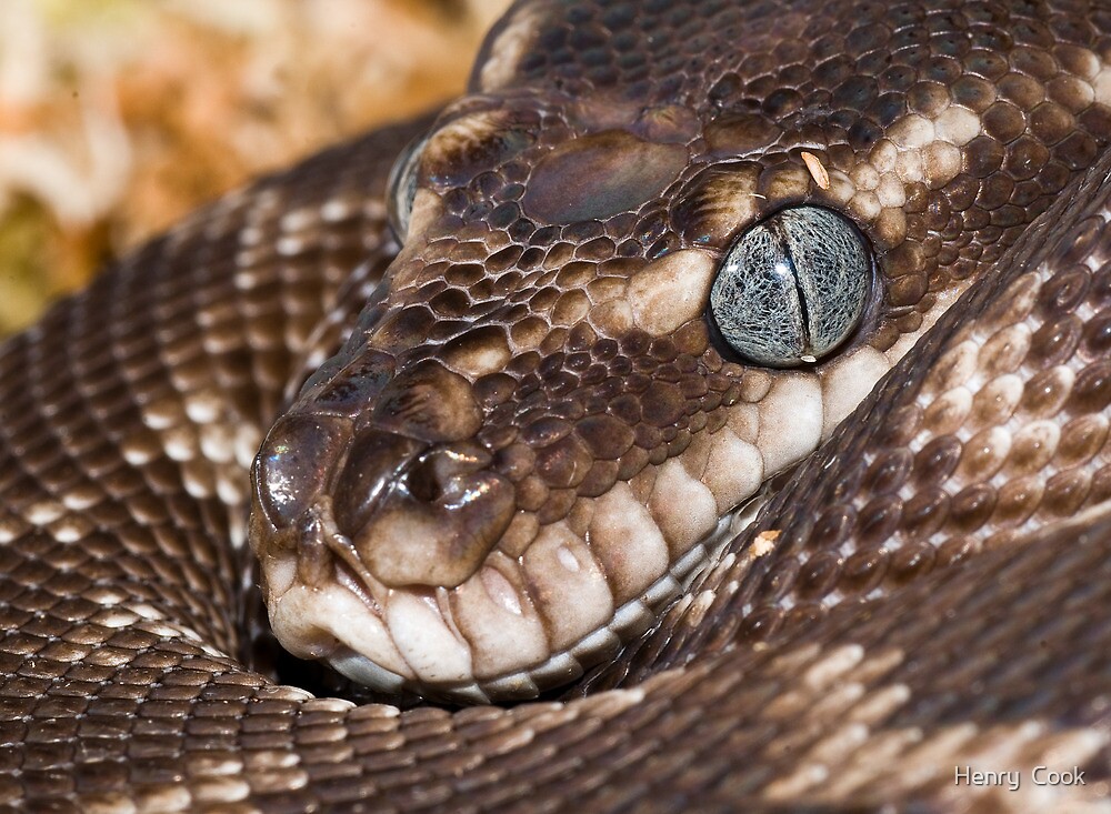 "Devoted Mother- Rough-scaled python" by Henry Cook | Redbubble