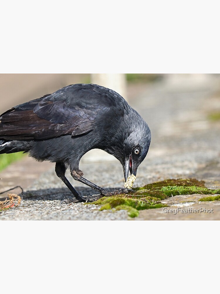 "Jackdaw eating polystyrene" Poster by GreyFeatherPhot | Redbubble