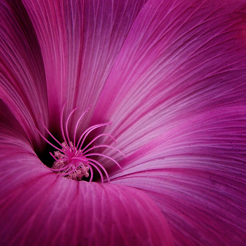 "Floral Vortex" by Doug Chinnery | Redbubble