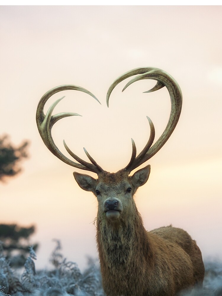 Deer Heart Love