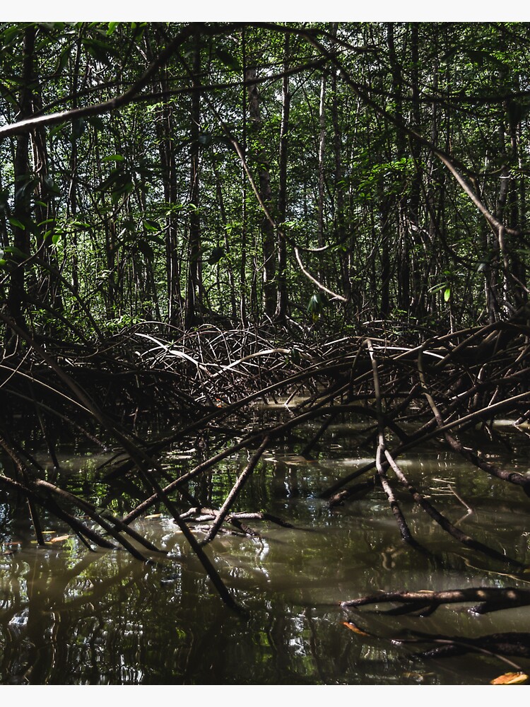 "Mangrove" Sticker for Sale by darren-j-mcleod | Redbubble