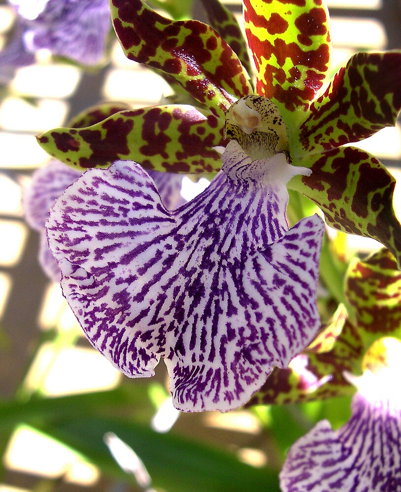 "THE SCENTED ORCHID" by HAMISH CUMING | Redbubble