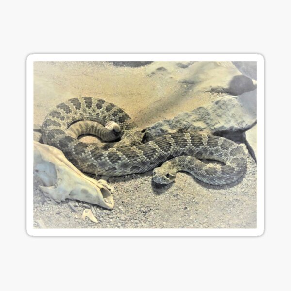 "Rattler" Sticker by annAHorton | Redbubble