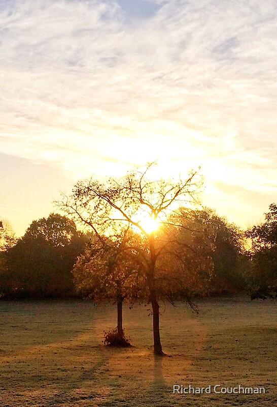 Trees Of Light “" by Richard Couchman | Redbubble
