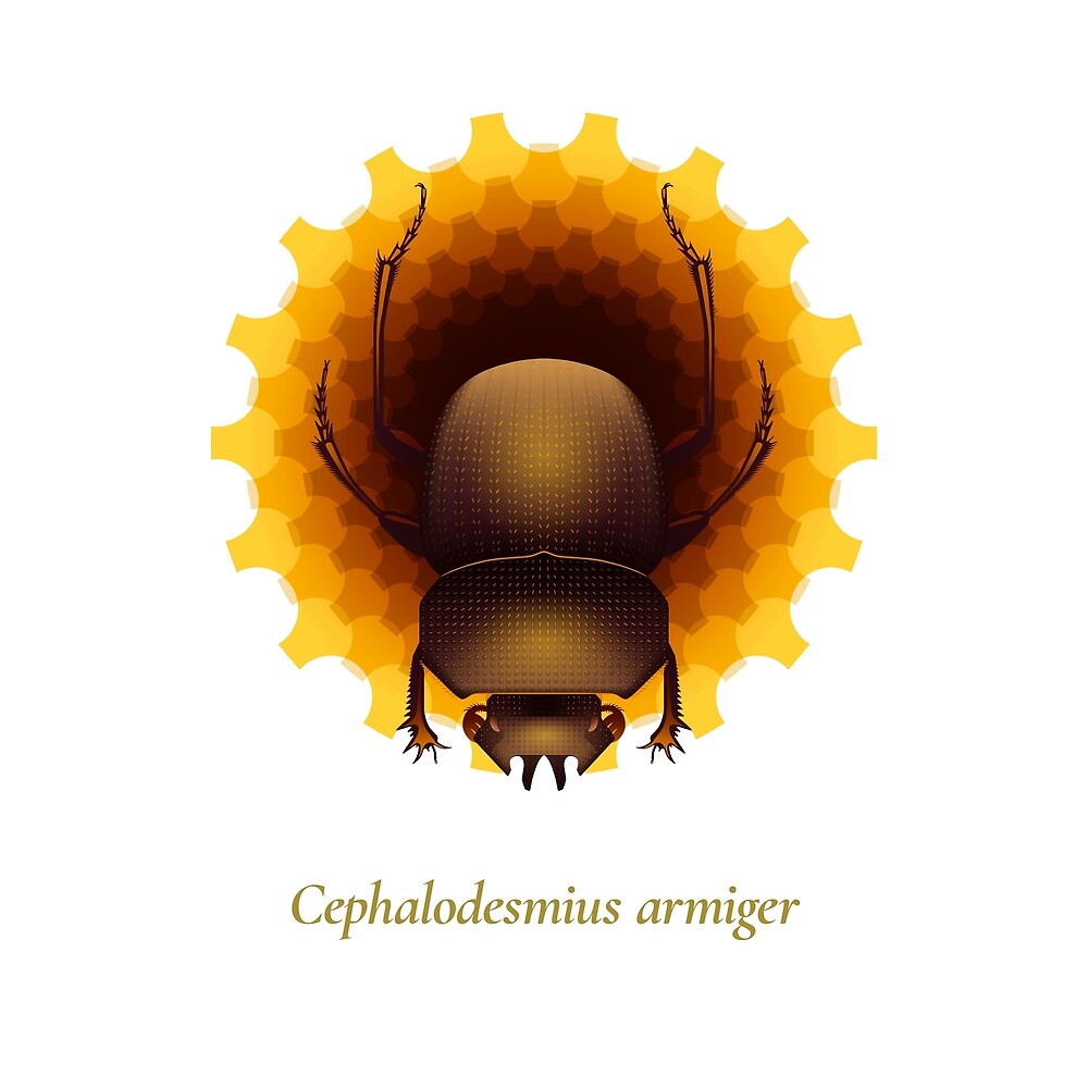 "The Circles of Life: Cephalodesmius armiger" by Franz Anthony | Redbubble