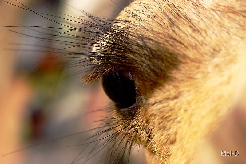"Photography of Camel eyes" by Mel-D | Redbubble