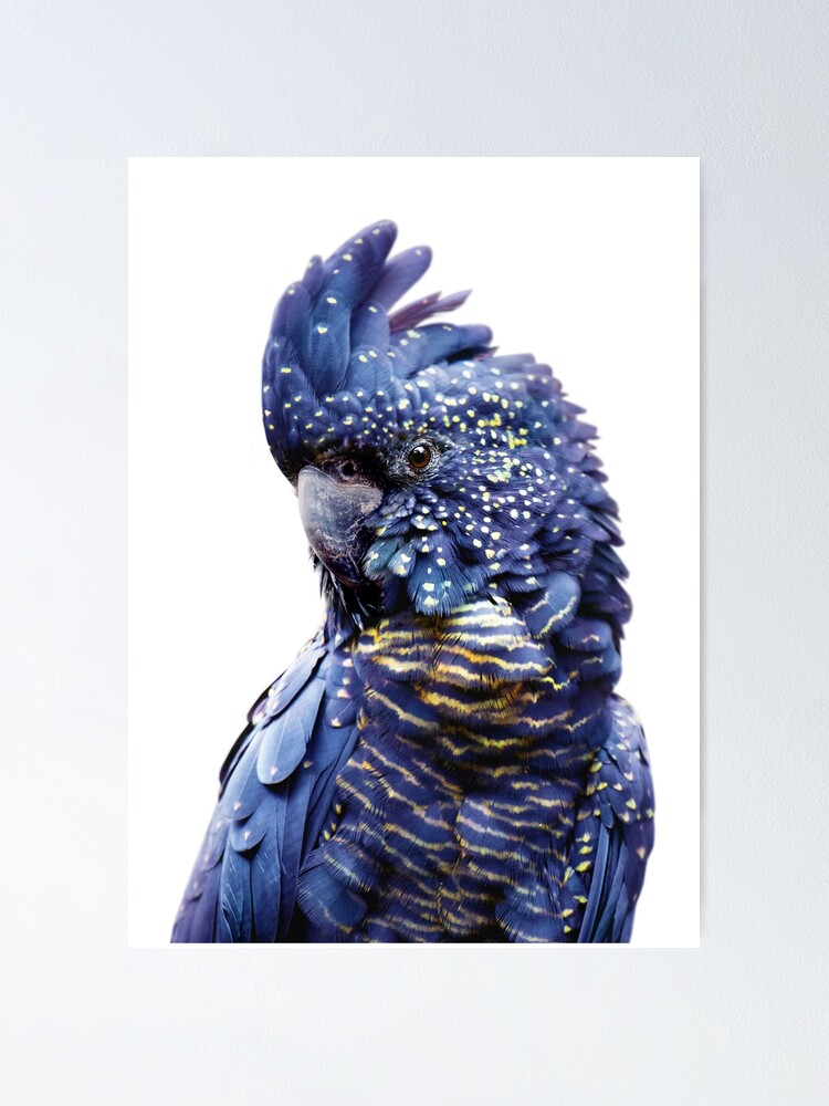 Black Cockatoo Poster For Sale By Lilaxlola Redbubble