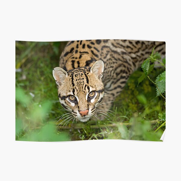 "Ocelot" Poster for Sale by mrshutterbug | Redbubble