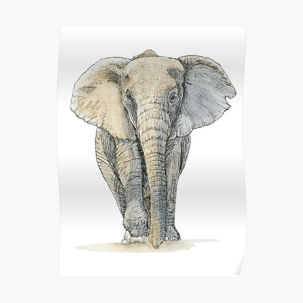 Elephant Posters | Redbubble