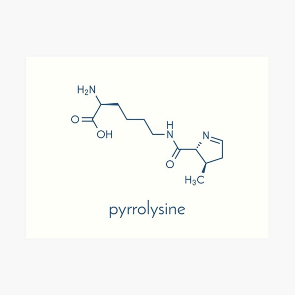 "Pyrrolysine (l-pyrrolysine, Pyl, O) amino acid molecule. Skeletal ...