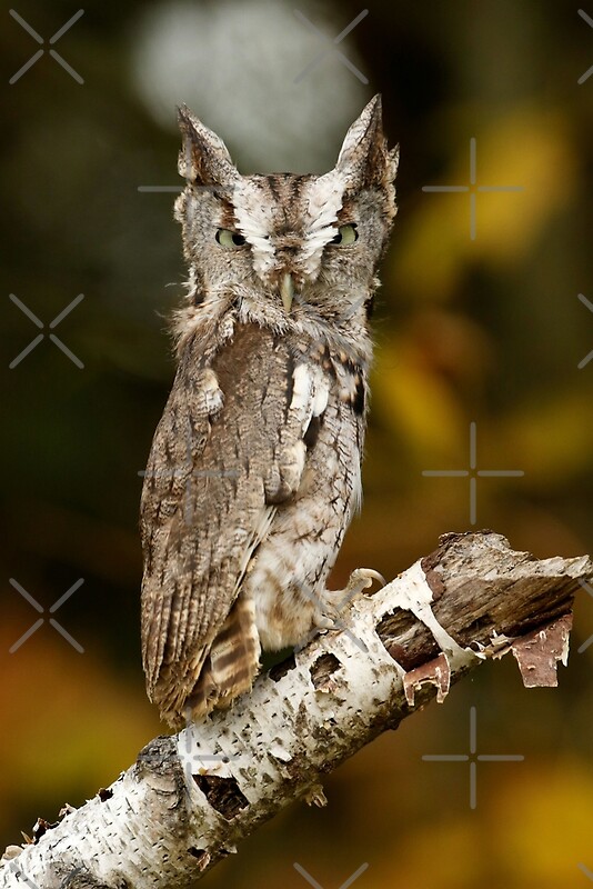 "Screech to a halt" by Heather King | Redbubble