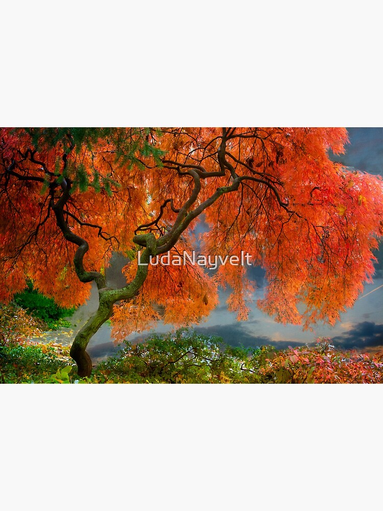 "Japanese maple tree" Poster by LudaNayvelt | Redbubble