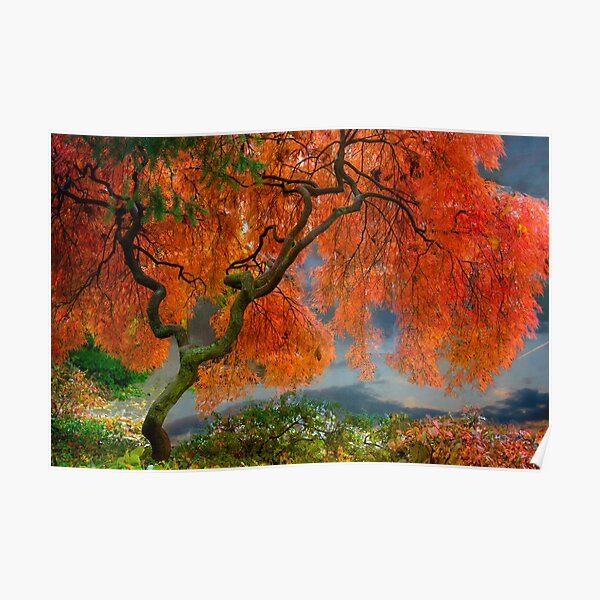 "Japanese maple tree" Poster by LudaNayvelt | Redbubble