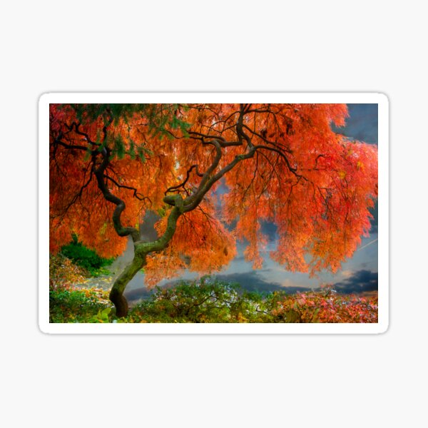 "Japanese maple tree" Sticker by LudaNayvelt | Redbubble