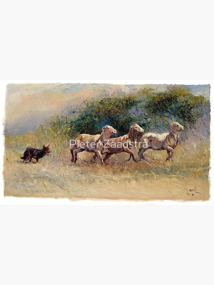 "Kelpie Trial - Working Dog" Poster by tzaadz | Redbubble