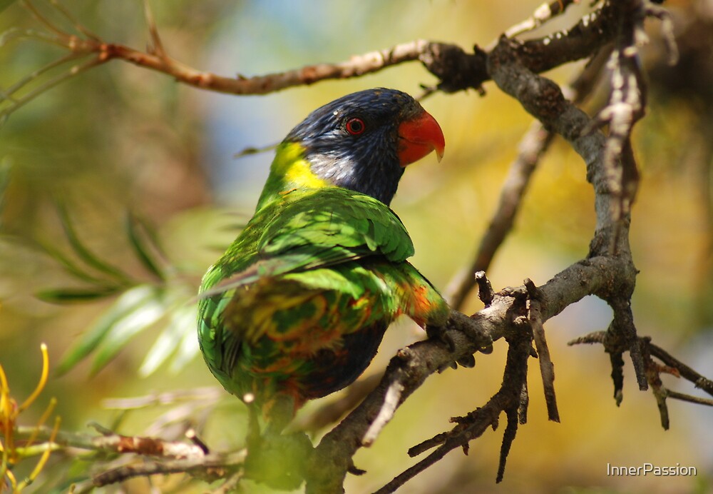"Rainbow Lorikeet, Emerald, Central Queensland." by InnerPassion | Redbubble