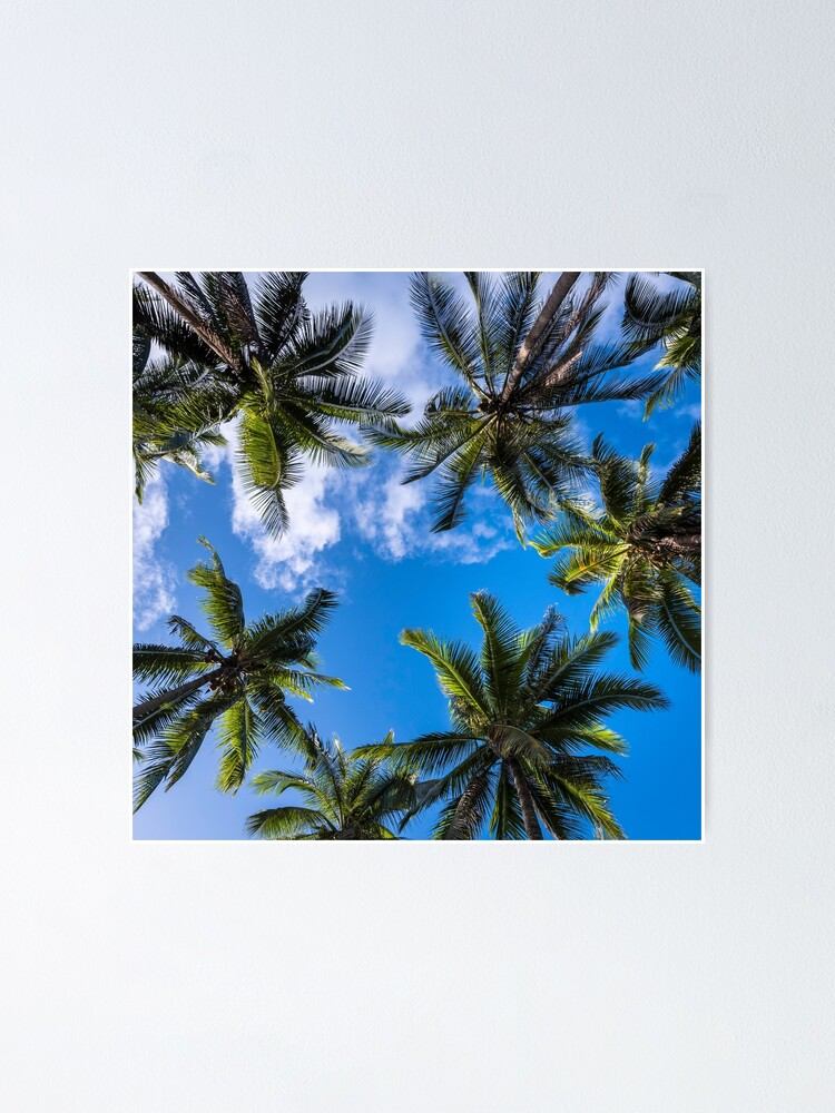 "Coconut Tree" Poster by Lrenz | Redbubble