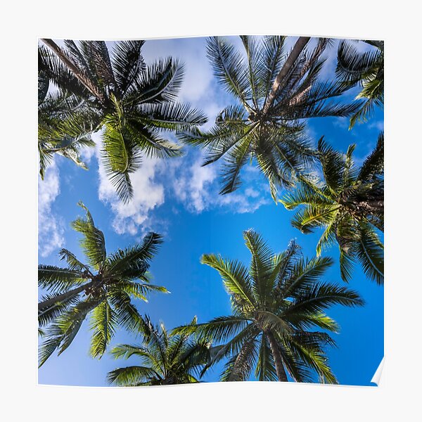 "Coconut Tree" Poster by Lrenz | Redbubble