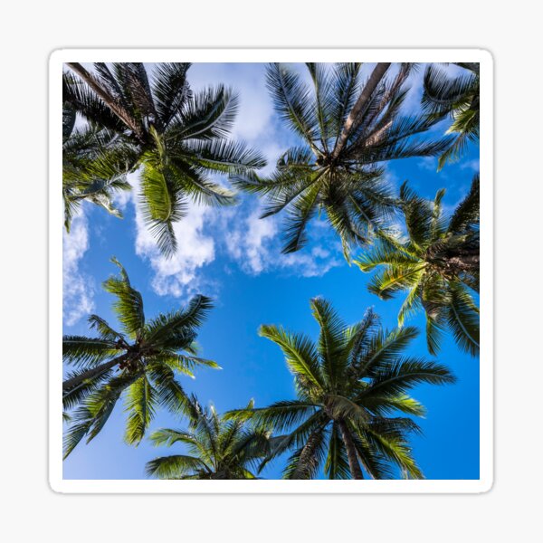 "Coconut Tree" Sticker for Sale by Lrenz | Redbubble