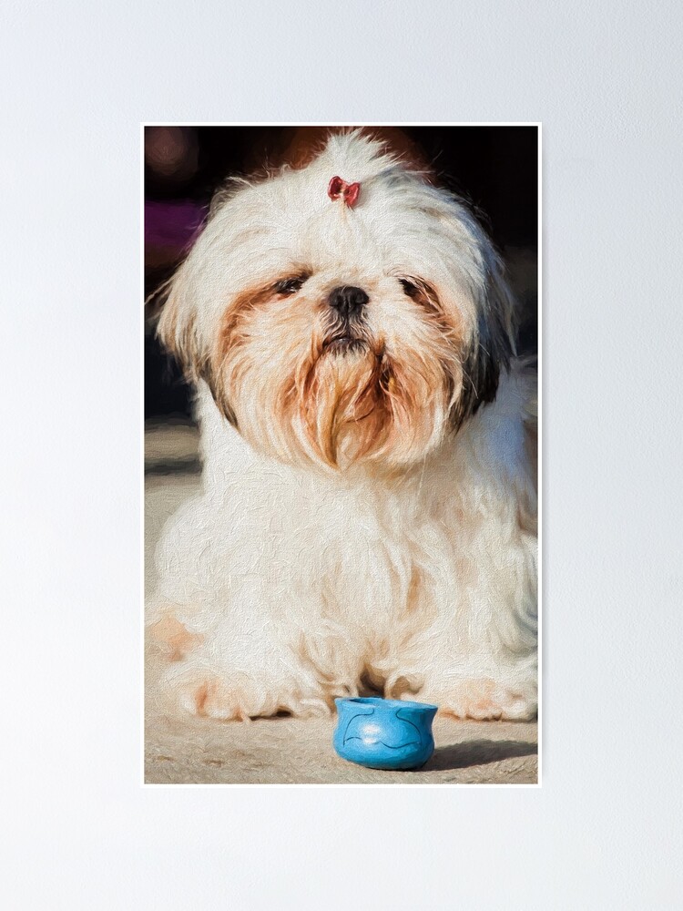 "Roxy Shih-tzu dog " Poster for Sale by Claraveritas | Redbubble