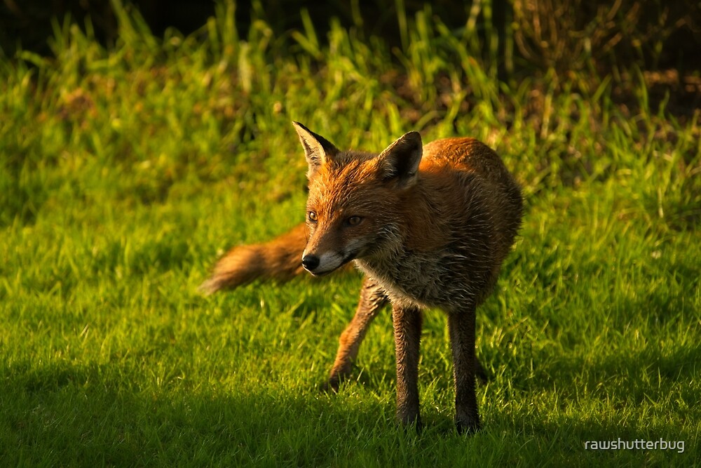 "A Wet Wild Red Fox" by rawshutterbug | Redbubble
