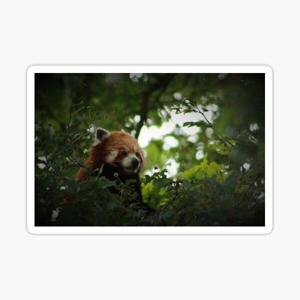 "Shy Red Panda In The Trees - Whipsnade Zoo 2018" Sticker for Sale by ...