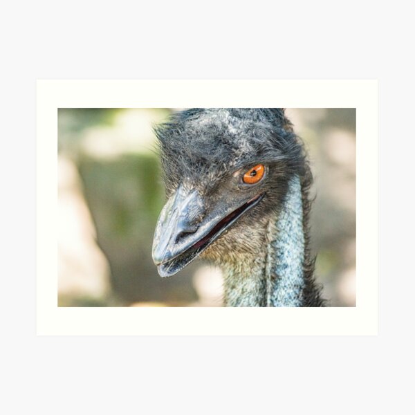 "Headshot of a Emu" Art Print by KensLensDesigns | Redbubble