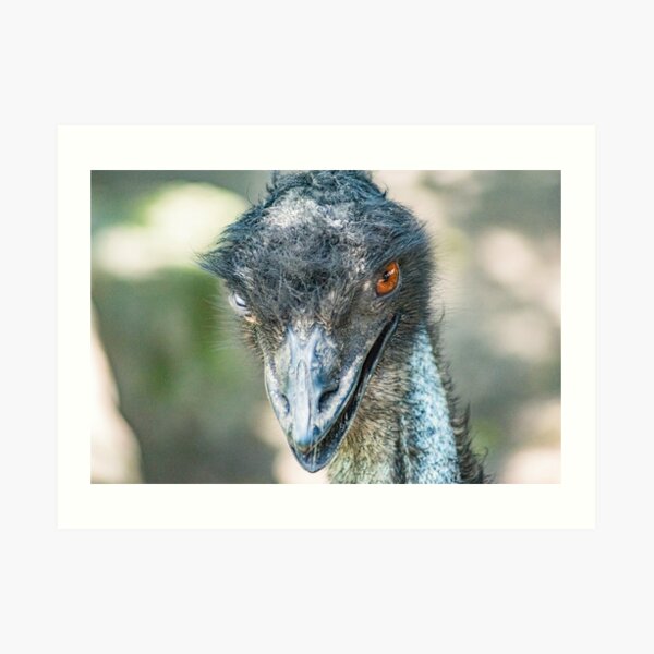 "Headshot of a Emu 2" Art Print by KensLensDesigns | Redbubble