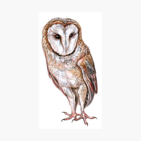 Lámina fotográfica «Dibujo de lechuza común» de stasia-ch | Redbubble